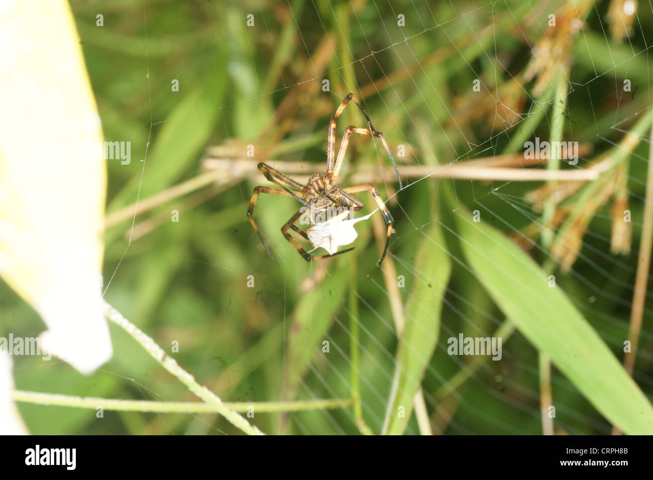 Writing spider (Argiope lobata) catches prey in it's web and proceeds ...