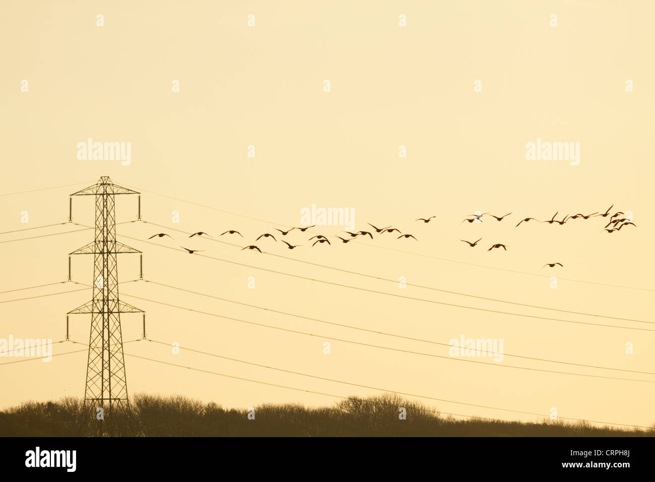 Birds at pylon hi-res stock photography and images - Alamy