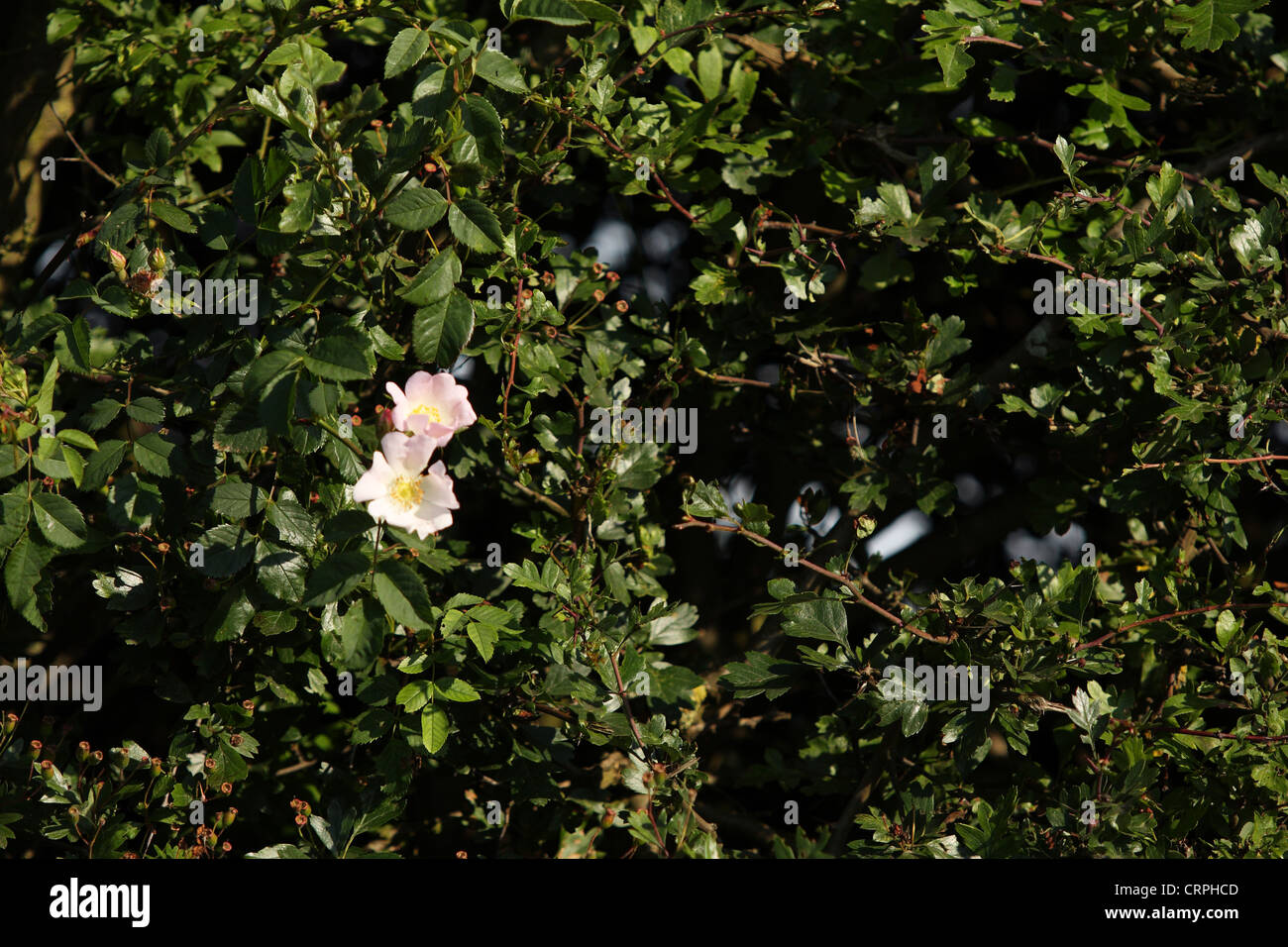 A thicket of flowers hi-res stock photography and images - Alamy