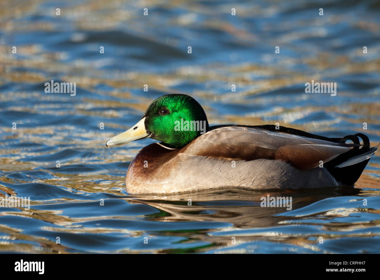 Mallard Duck (Male Stock Photo - Alamy