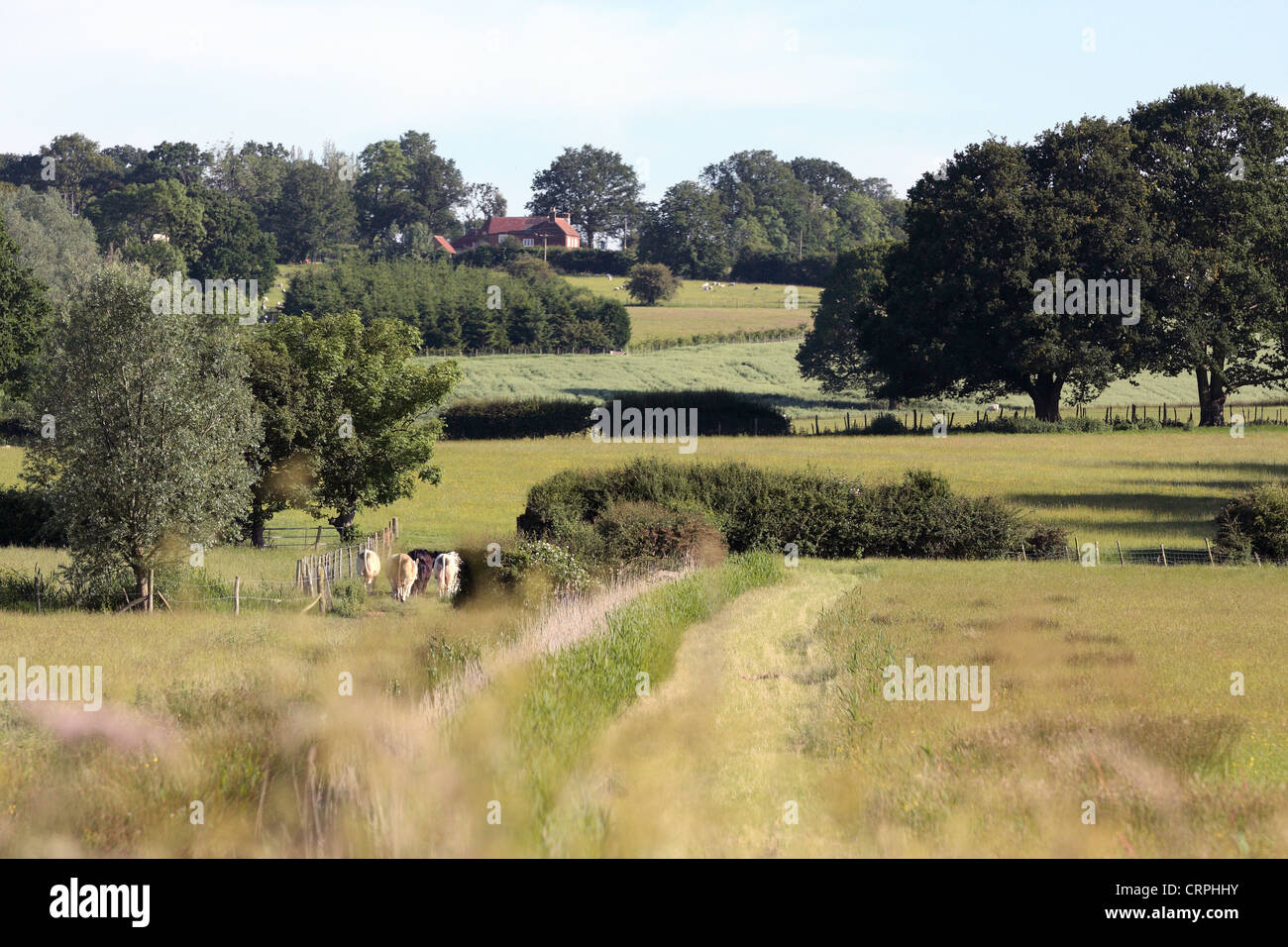Typical Kent countryside - between Small Hythe and Wittersham - blurred ...