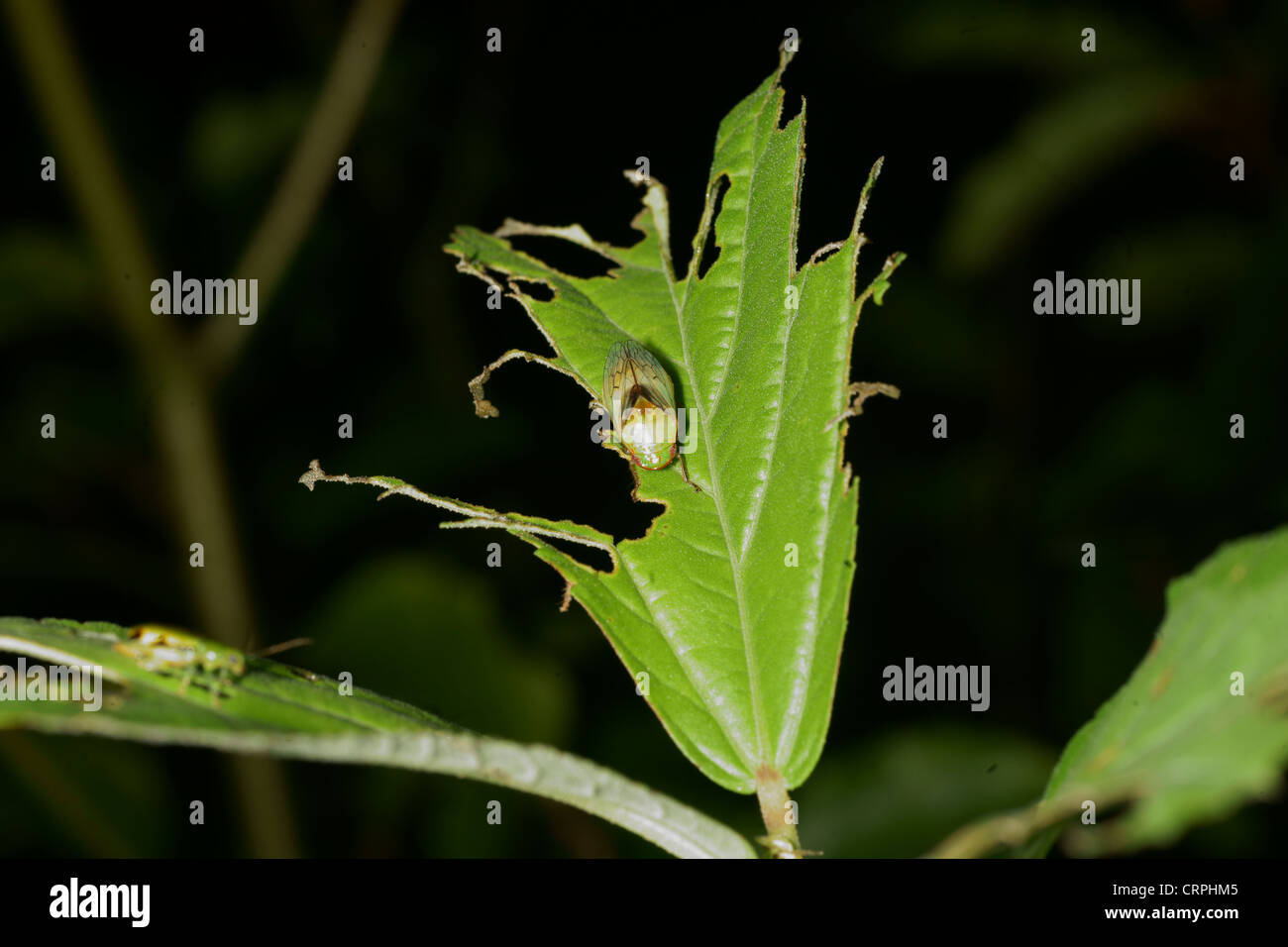 Insect insects wildlife panama hi-res stock photography and images - Alamy