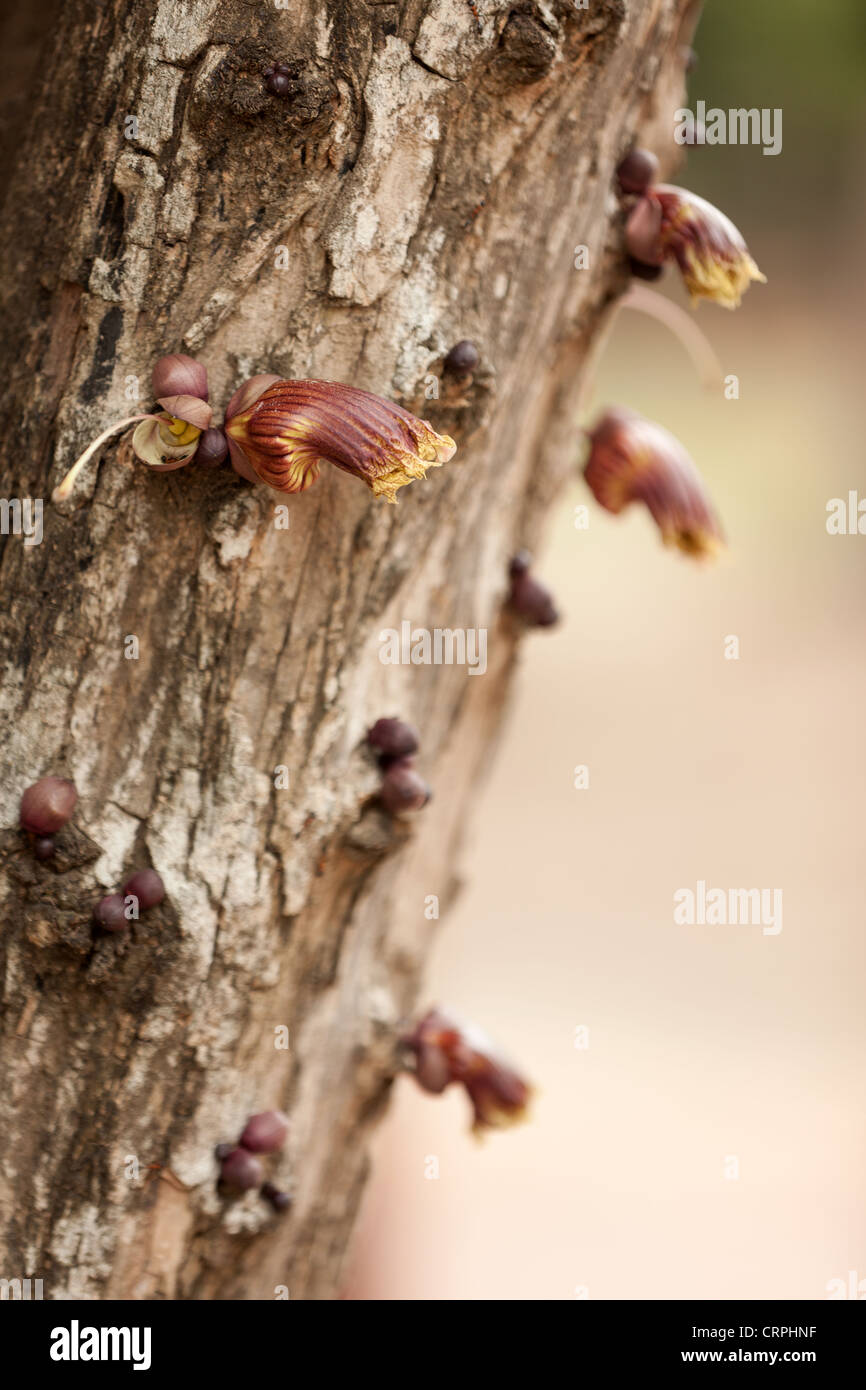 Crescentia alata tree flowers are blowing directly on the trunk! Stock ...