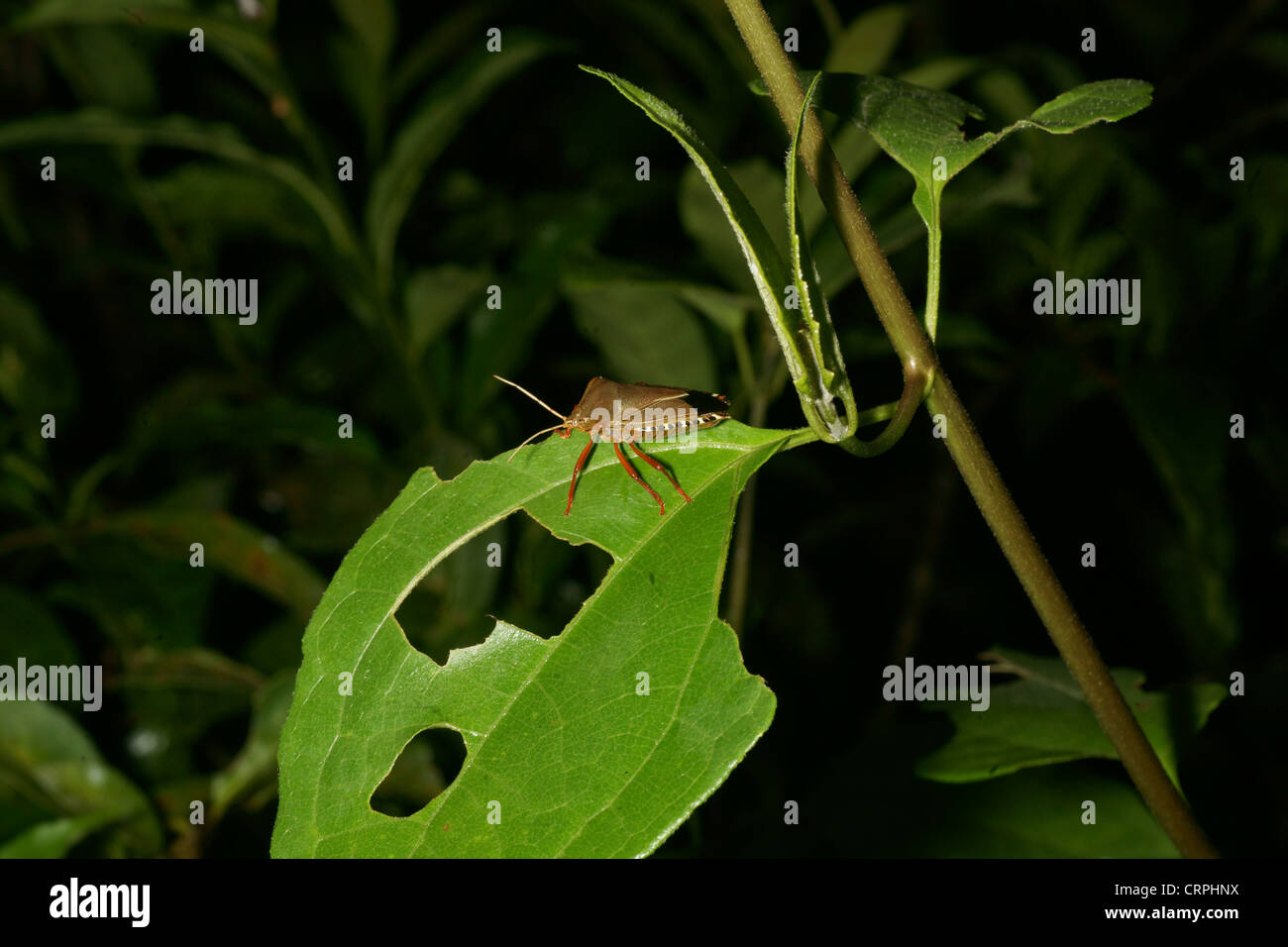Insect insects wildlife panama hi-res stock photography and images - Alamy