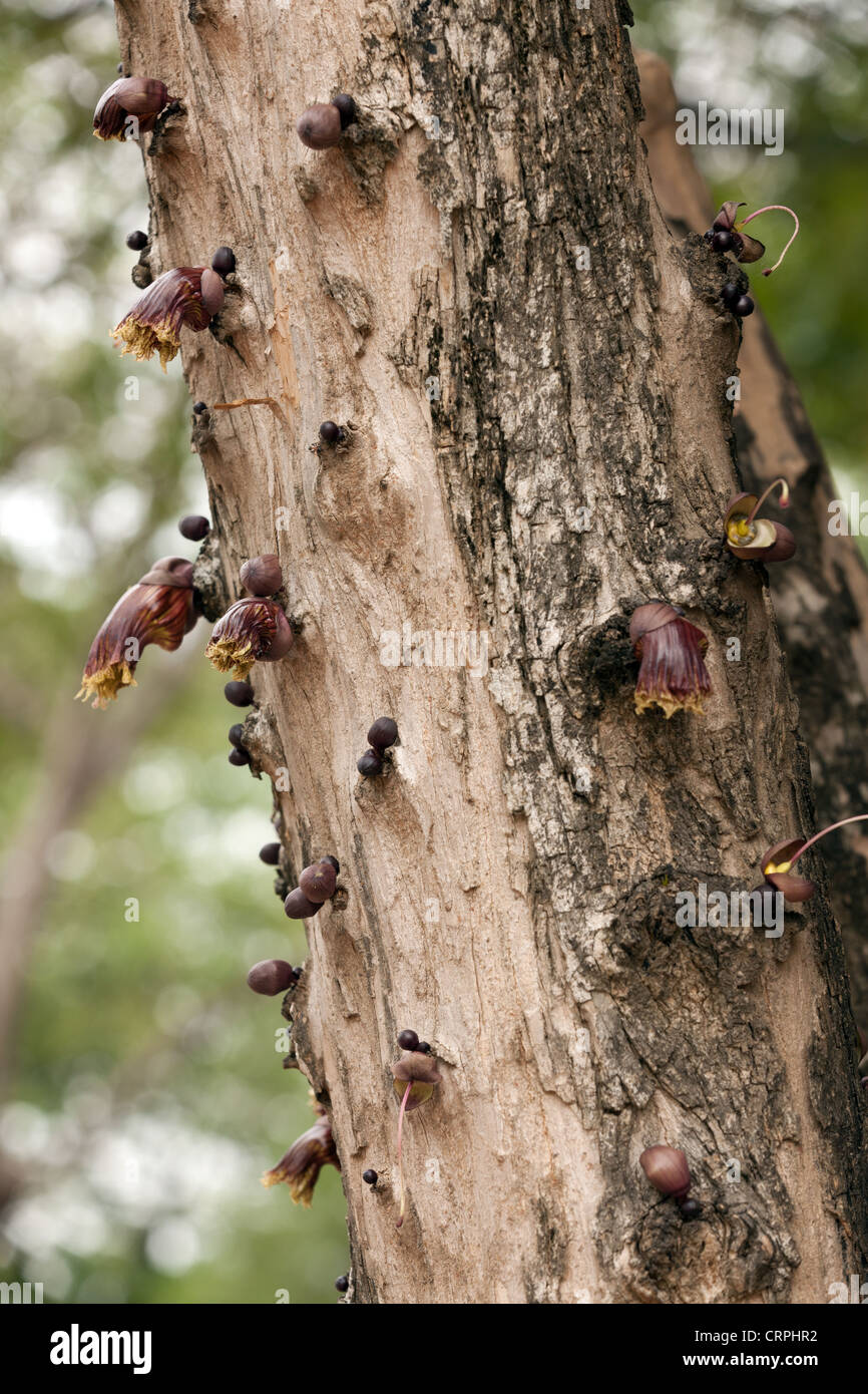 Crescentia hi-res stock photography and images - Alamy