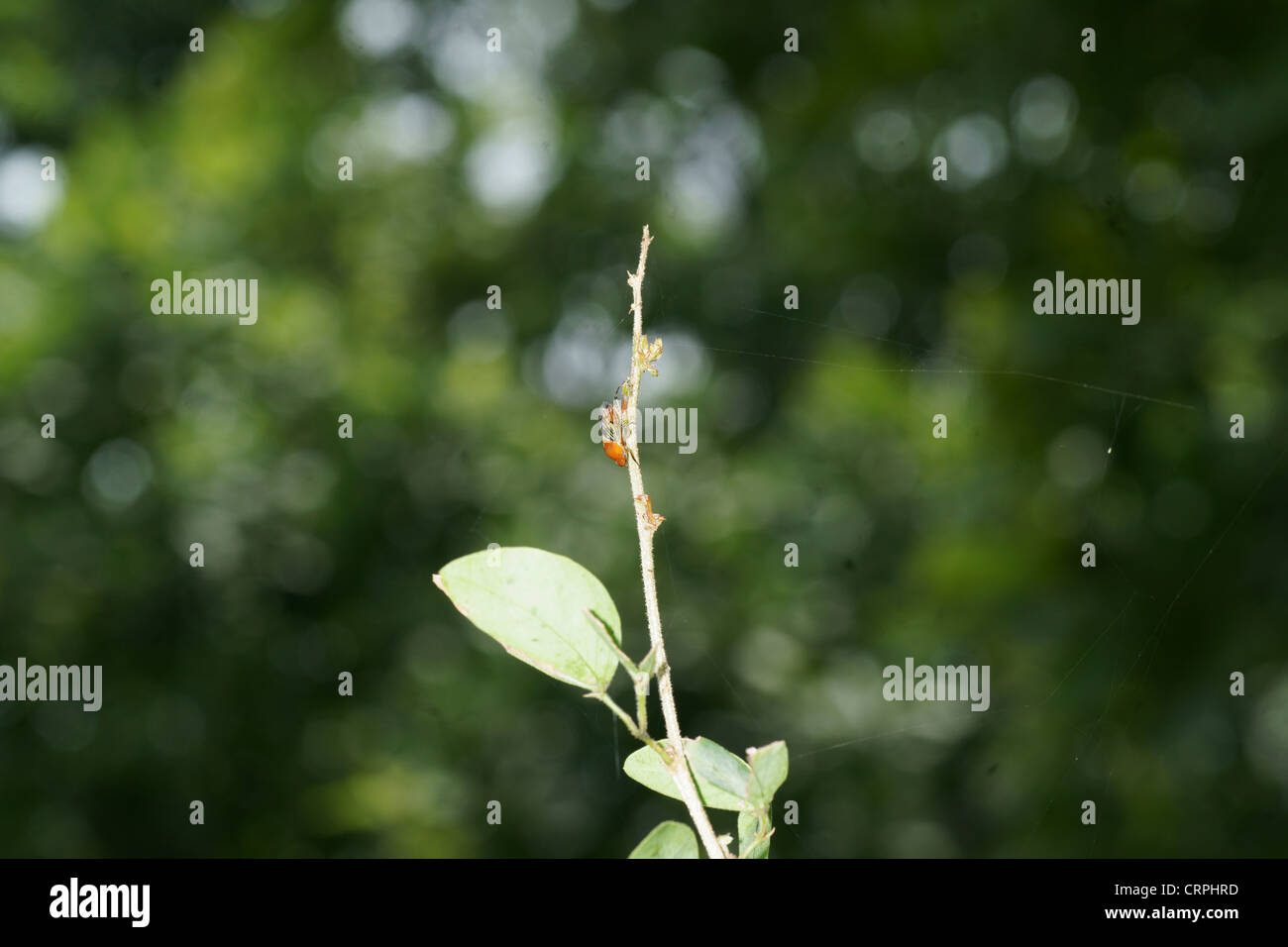 Insect insects wildlife panama hi-res stock photography and images - Alamy