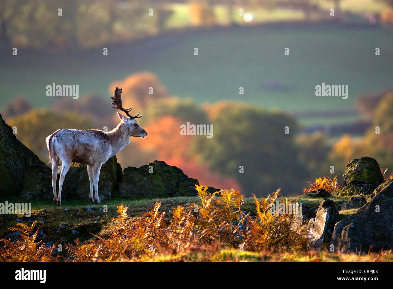 A Fallow Deer (Dama dama) in Bradgate Country Park, Leicestershires ...