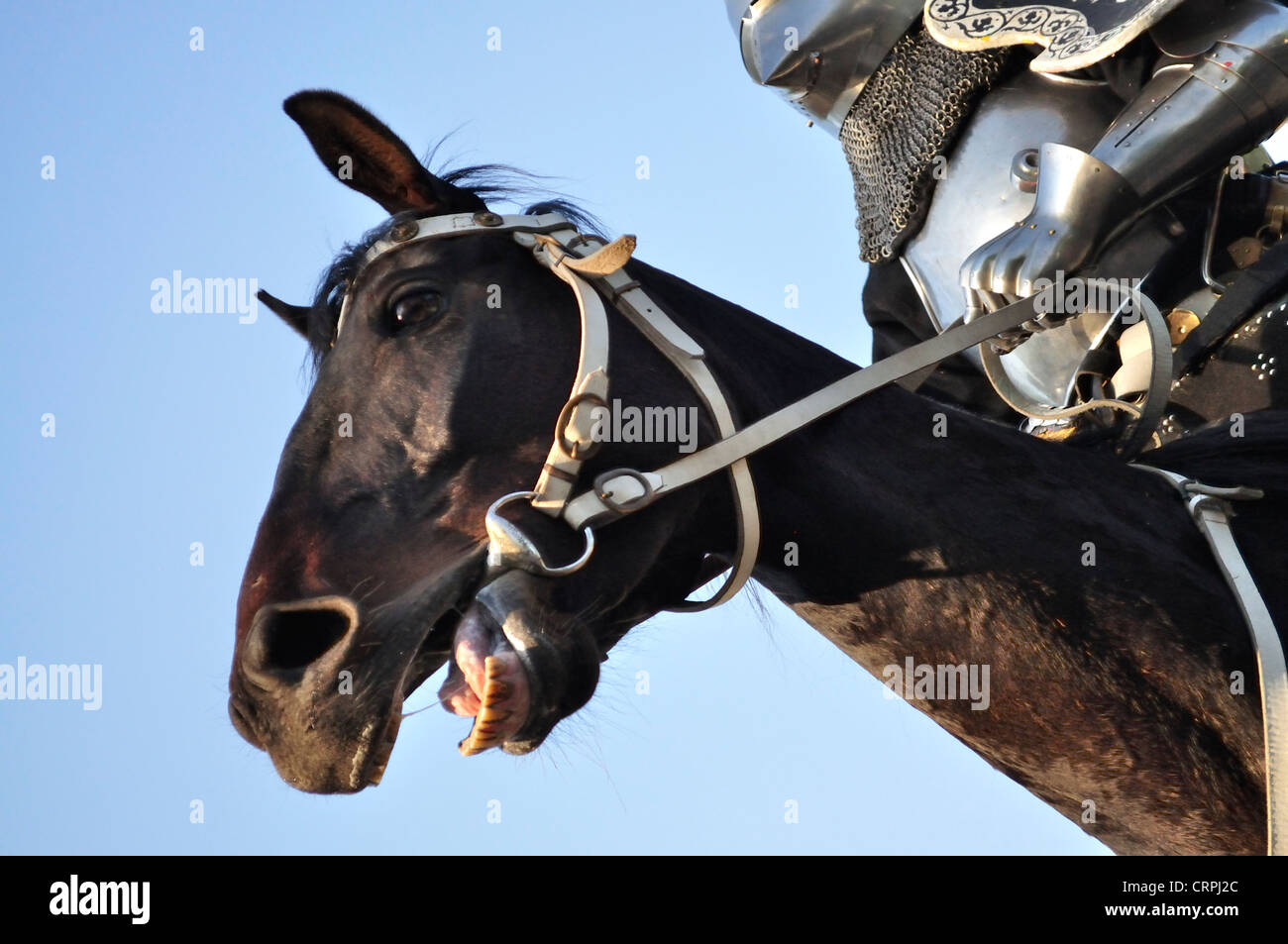 Horse Harness Middle Ages