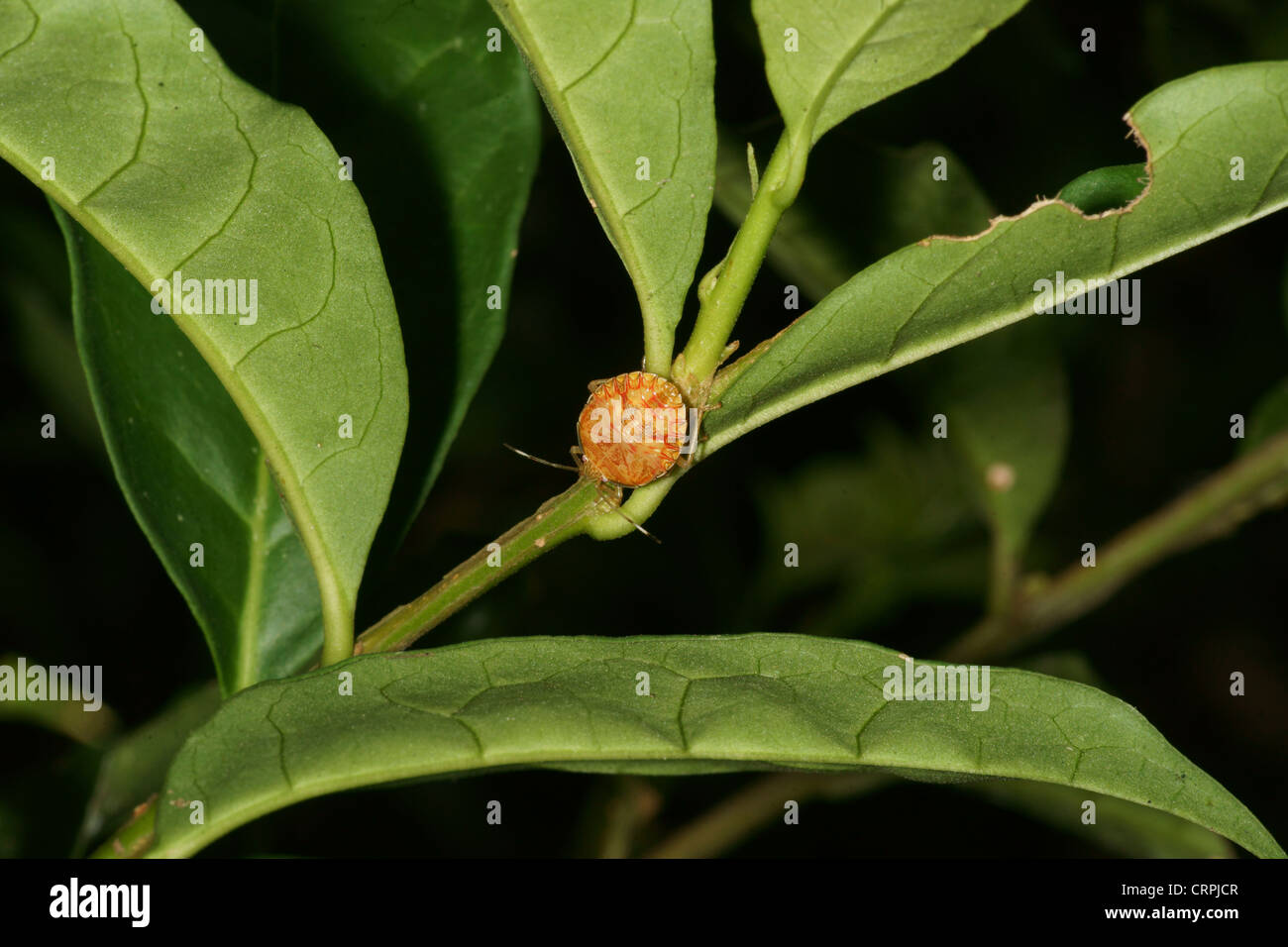 Insect insects wildlife panama hi-res stock photography and images - Alamy
