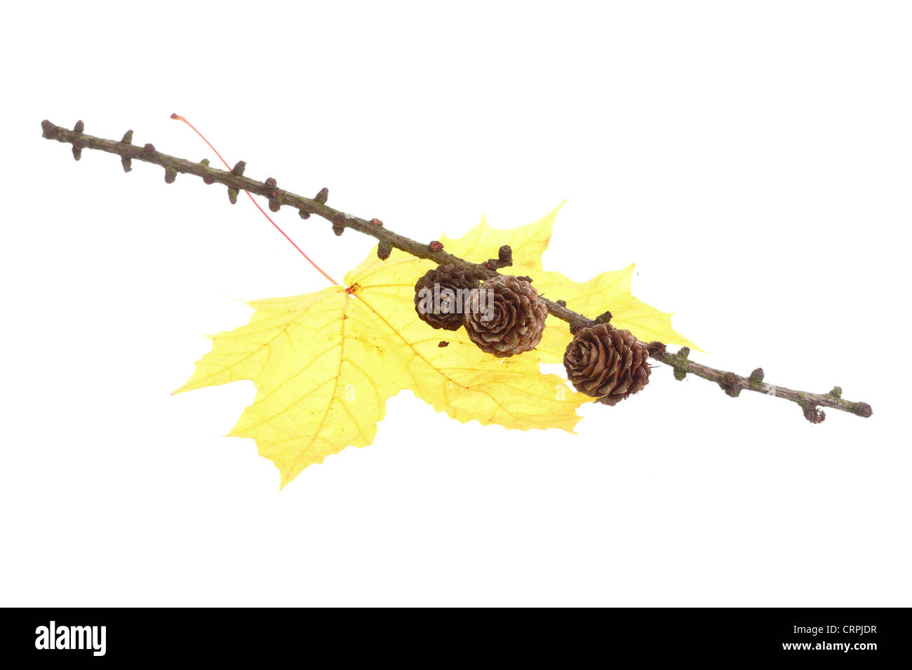 autumn brown pine cone maple leaf isolated on white Stock Photo - Alamy