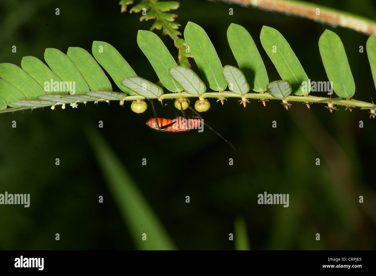 Insect insects wildlife panama hi-res stock photography and images - Alamy