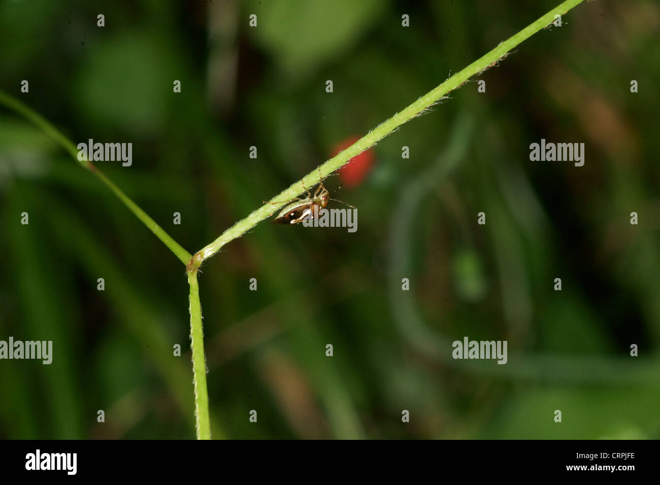 Insect insects wildlife panama hi-res stock photography and images - Alamy