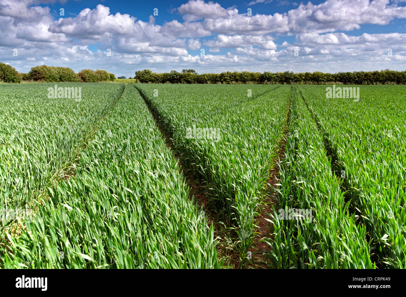 Corn fields uk hi-res stock photography and images - Alamy
