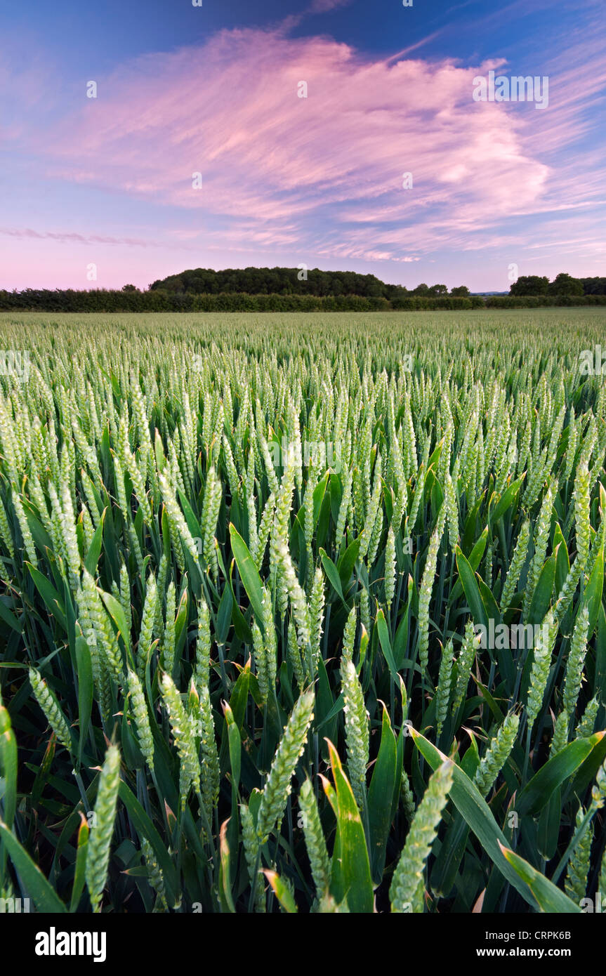 Wheat crops swaying in wind hi-res stock photography and images - Alamy