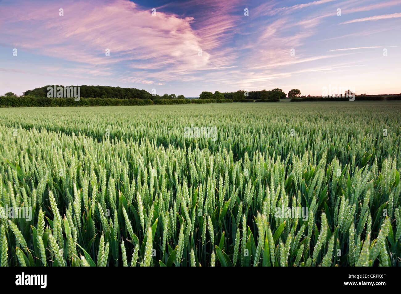 Wheat crop growing in fields in summertime Stock Photo - Alamy