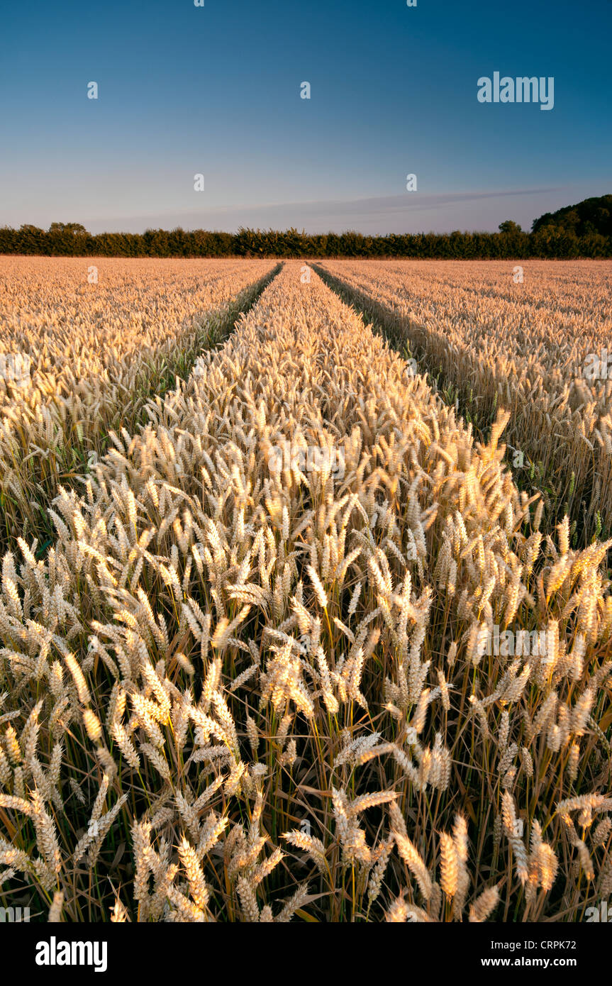 Wheat crops swaying in wind hi-res stock photography and images - Alamy