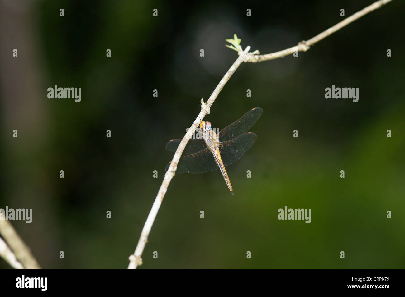 Tropical Dragonfly High Resolution Stock Photography and Images - Alamy