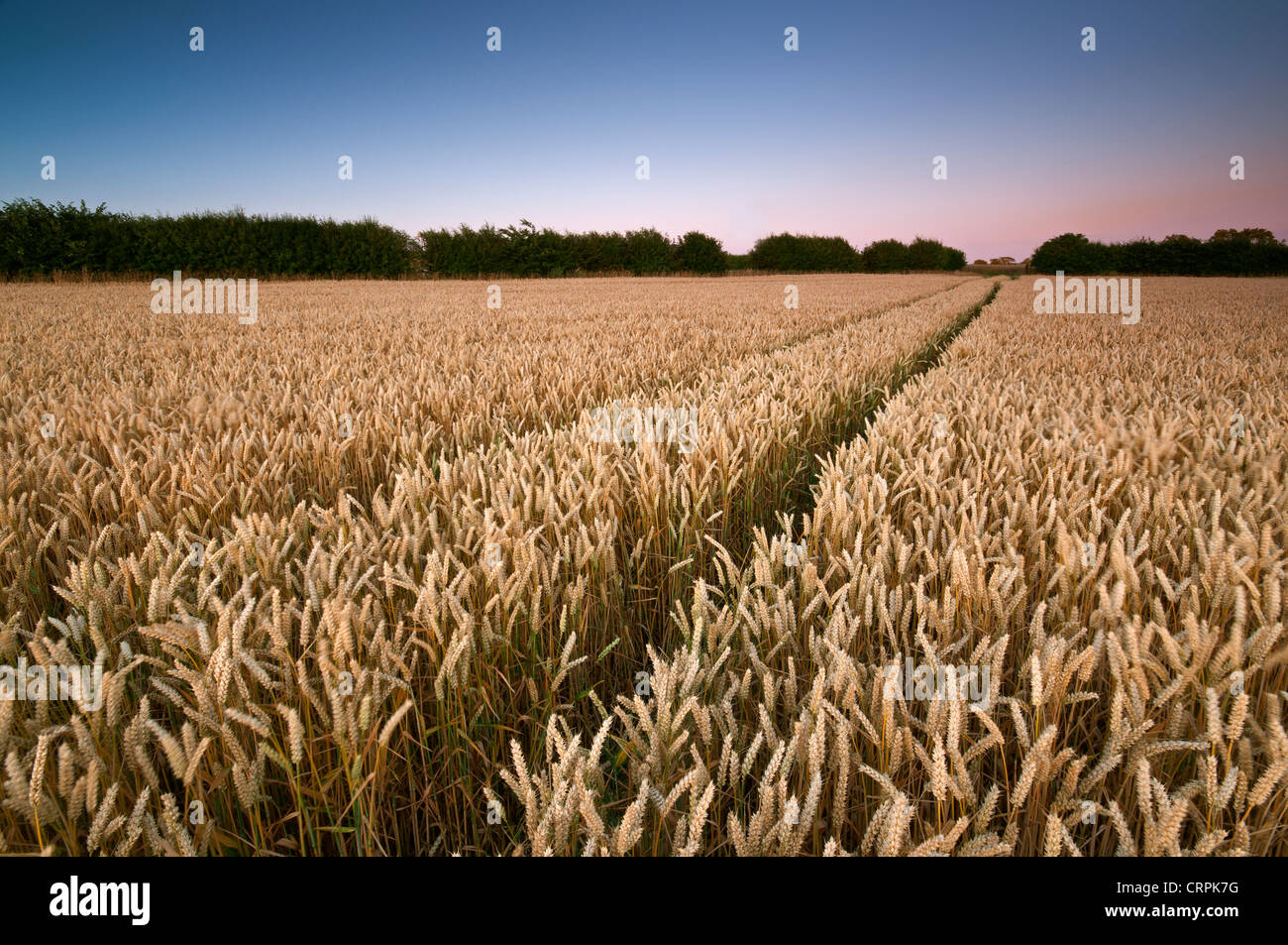 Wheat crop growing in fields in summertime Stock Photo - Alamy