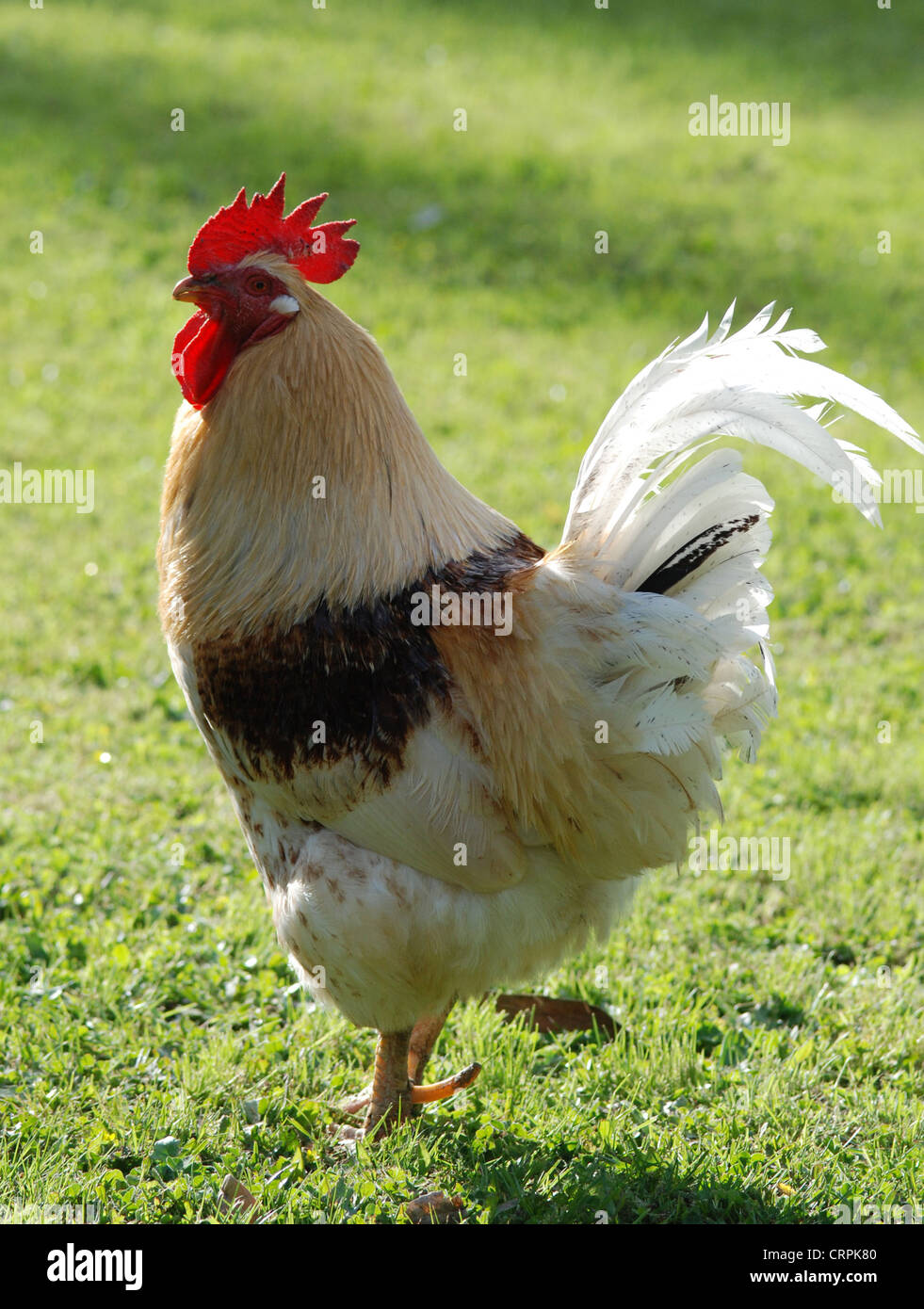 Rooster on green grass, full body standing profile Stock Photo - Alamy
