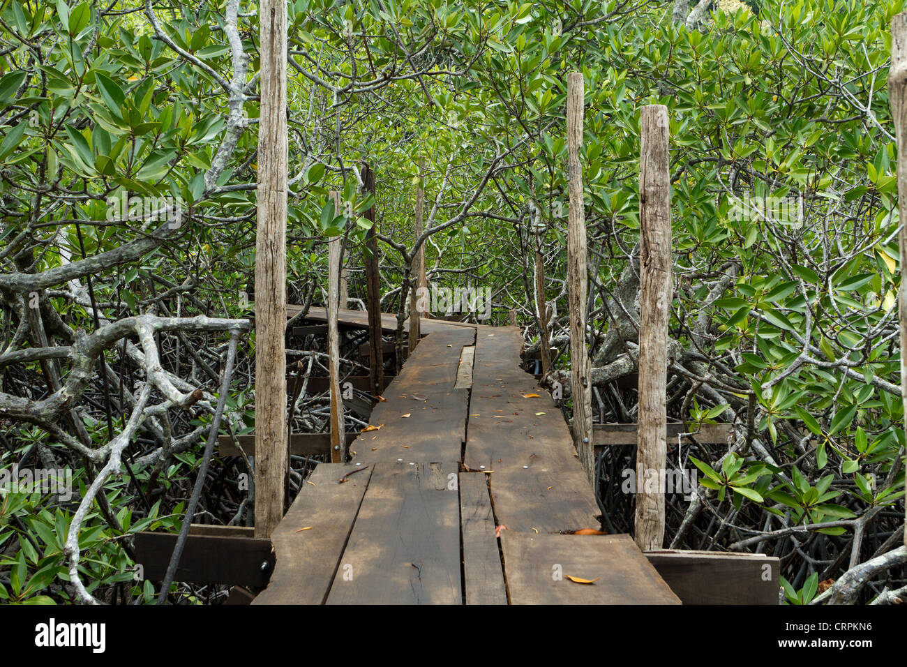 Wooden path in mangrove forest, Ko Chang island, Thailand Stock Photo ...