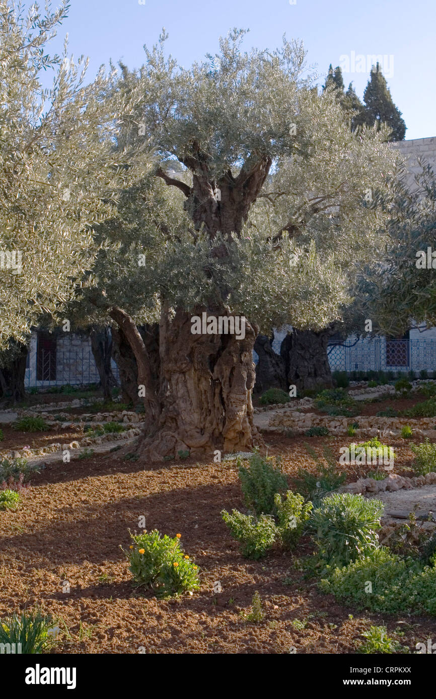 Olive trees in the Garden of Gethsemane outside the Old City's eastern ...