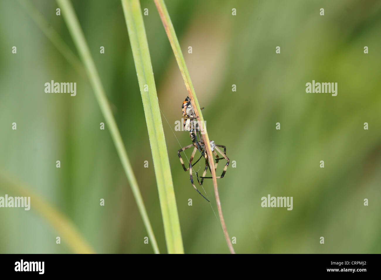 Phidippus jumping spider with larger Argiope lobata spider as prey ...