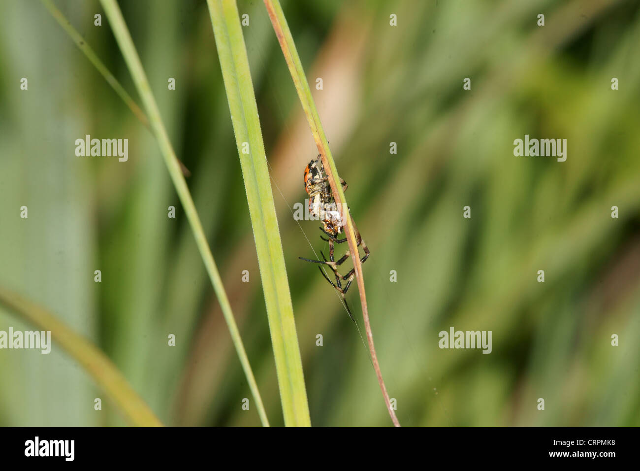 Argiope Lobata Spider High Resolution Stock Photography and Images - Alamy