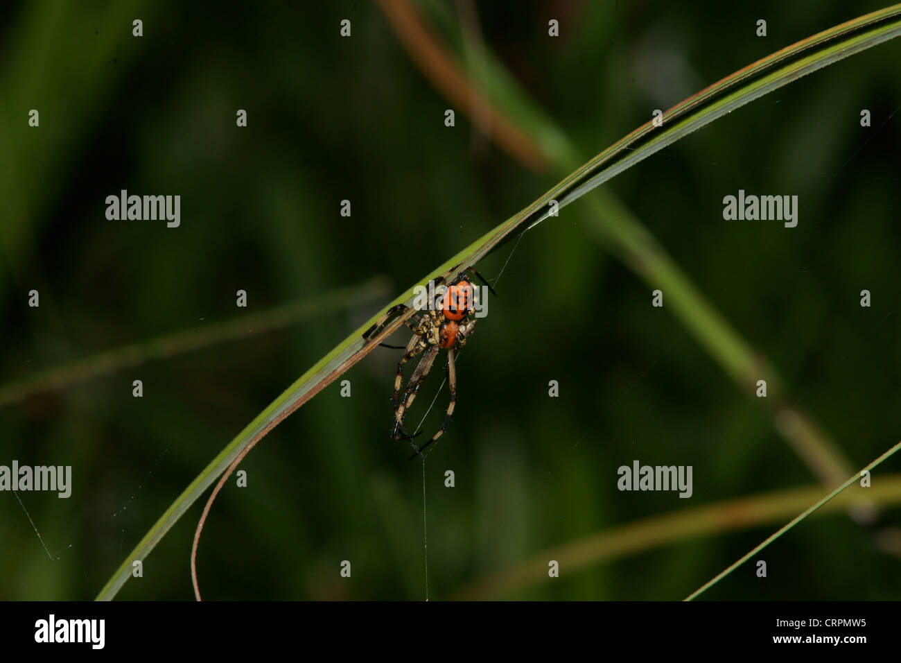 Phidippus jumping spider with larger Argiope lobata spider as prey ...