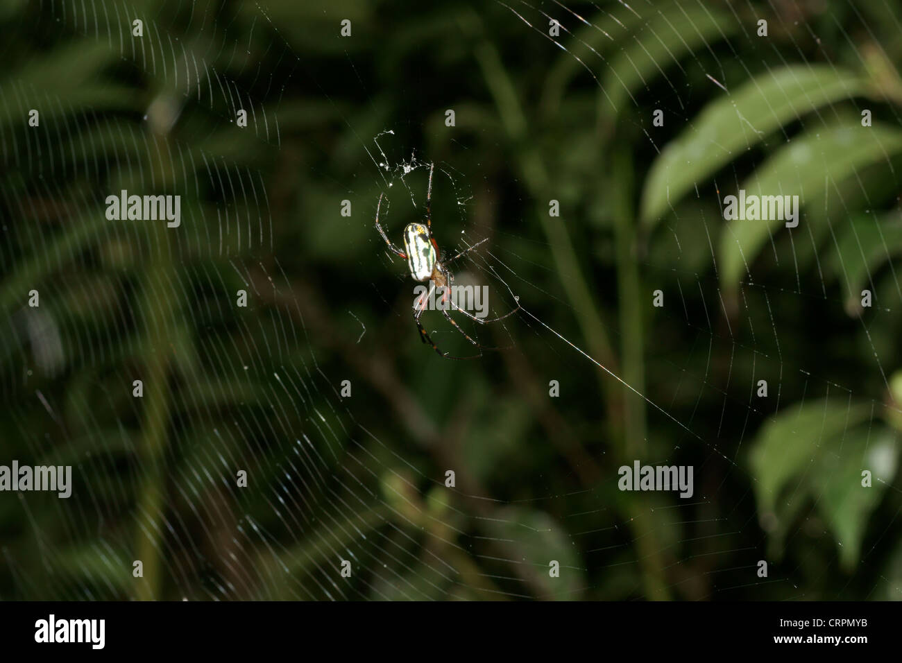 Orchard orb spider so called because orb spiders build a web from their ...