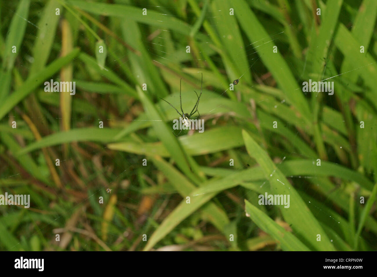 Orchard orb spider so called because orb spiders build a web from their ...