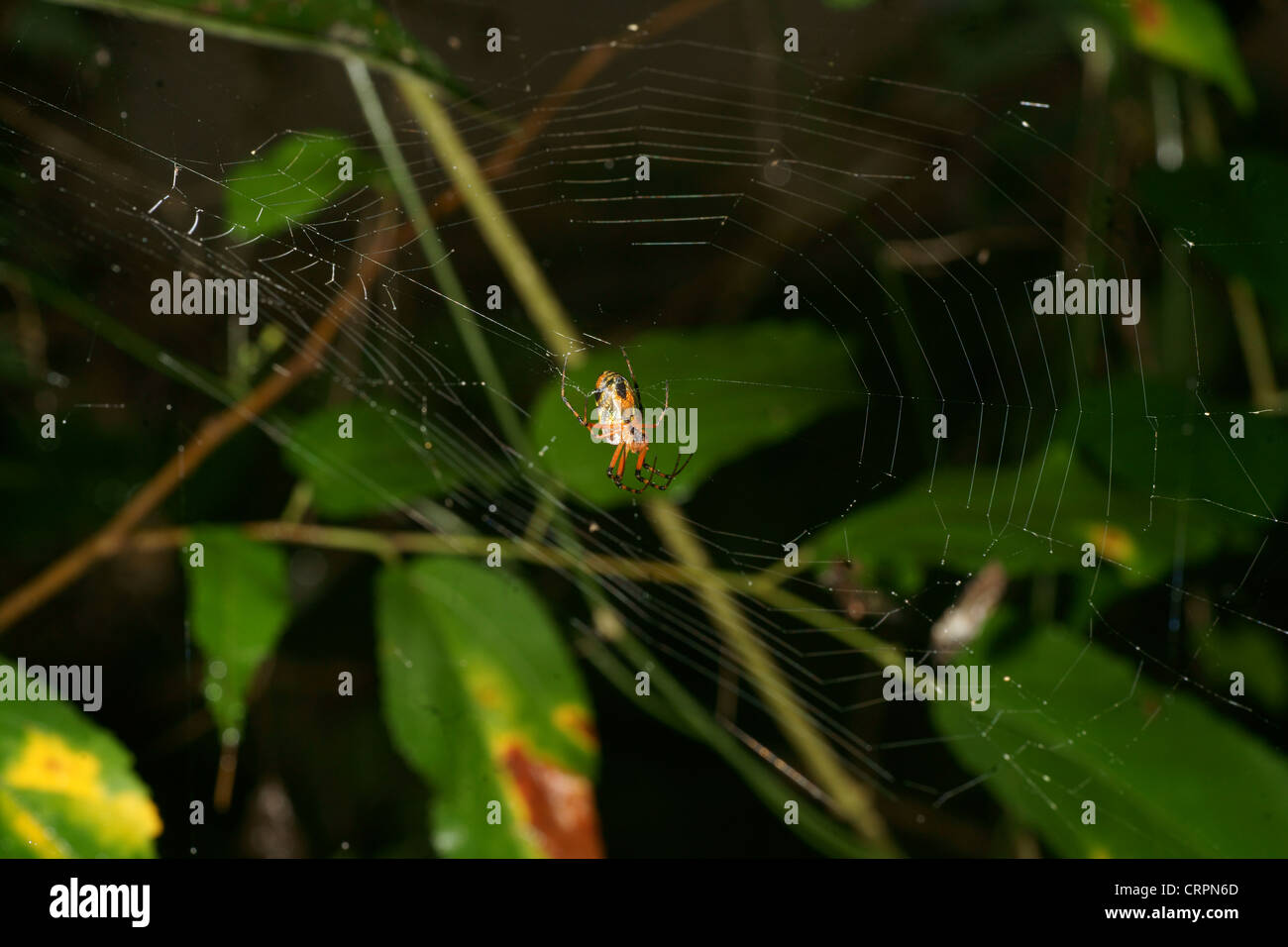 Orchard orb spider so called because orb spiders build a web from their ...