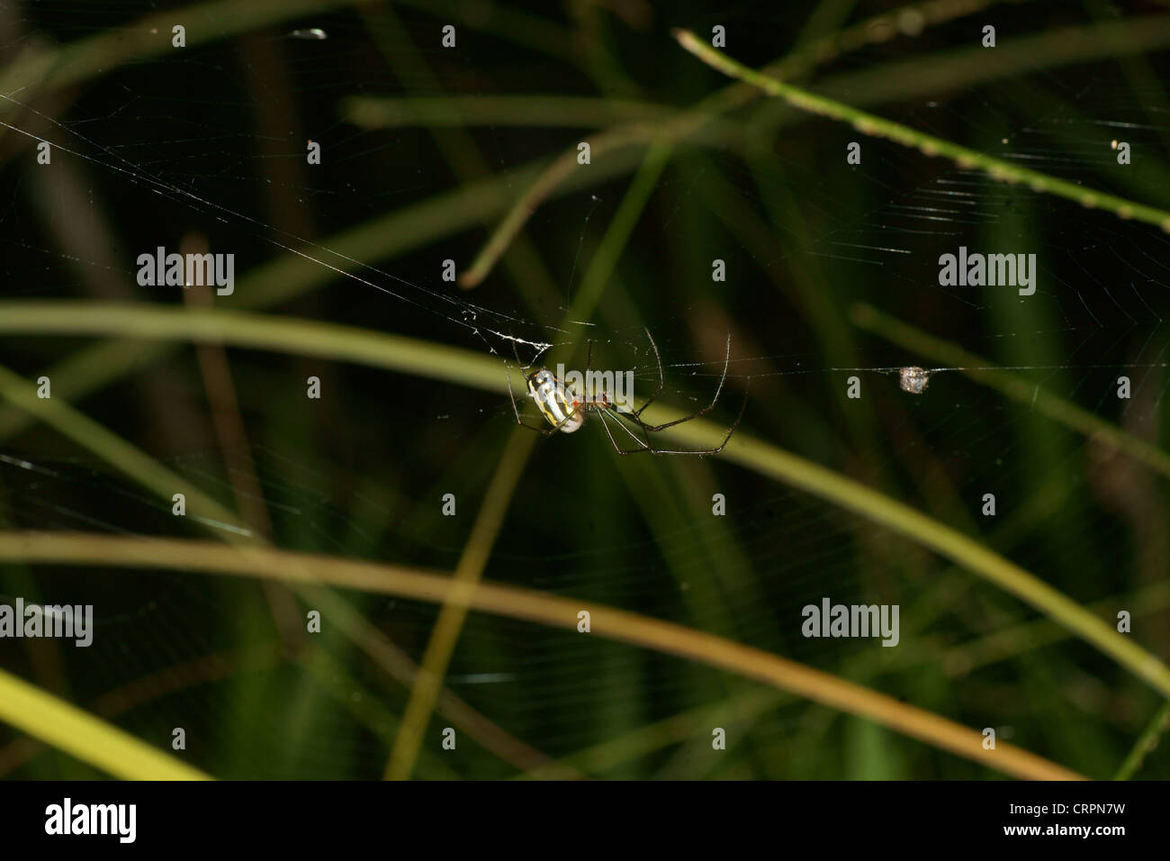 Orchard orb spider so called because orb spiders build a web from their ...