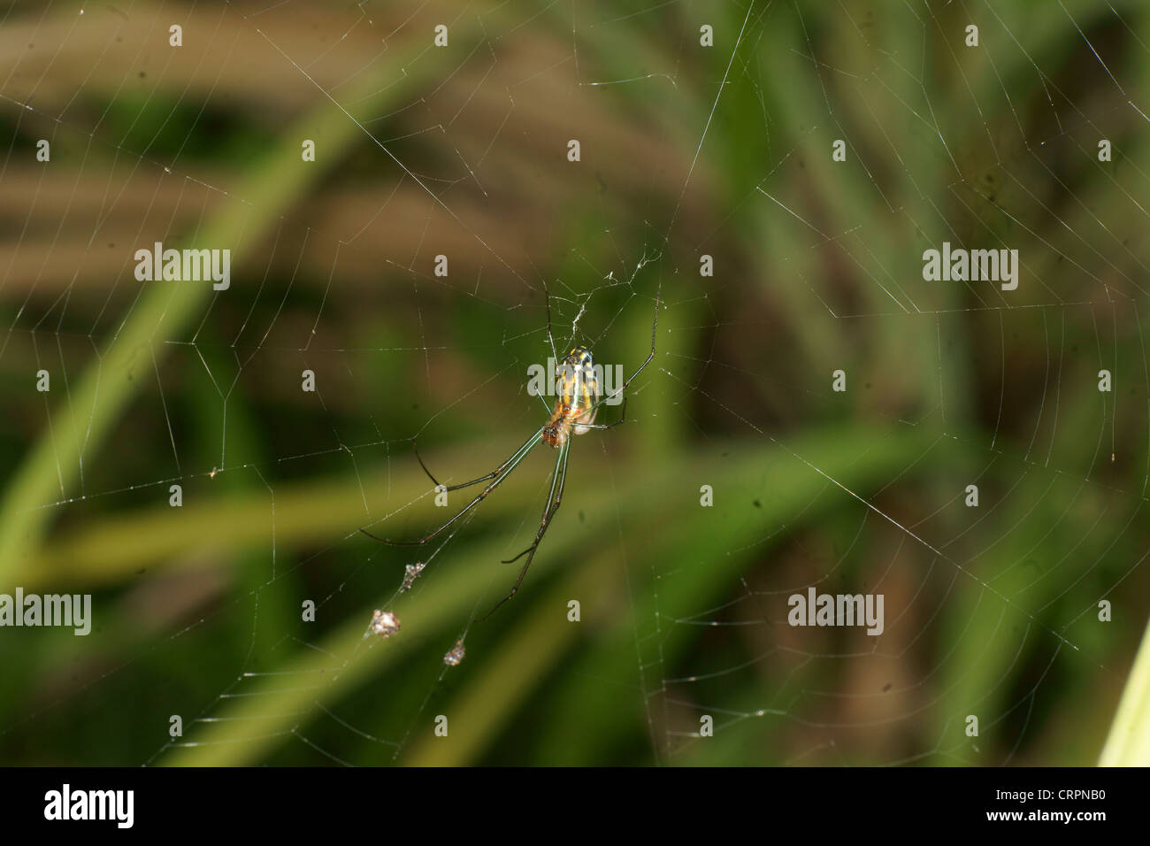 Orchard orb spider so called because orb spiders build a web from their ...