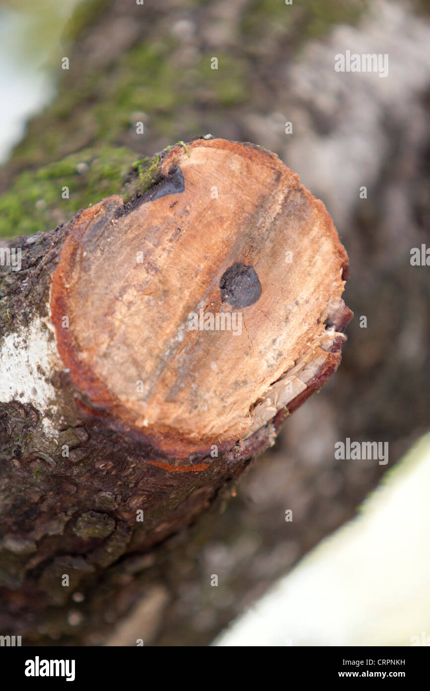Sawn branch of a Mauritius ebony (Diospyros tesselaria) tree, Ile Aux ...