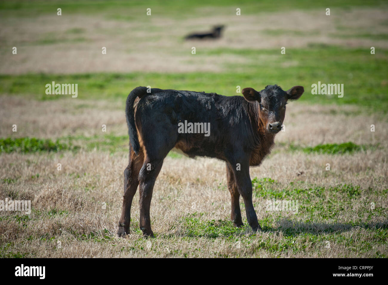 Calf in pasture Stock Photo - Alamy