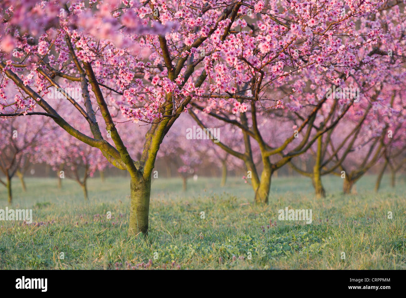 Peach trees in blossom hi-res stock photography and images - Alamy