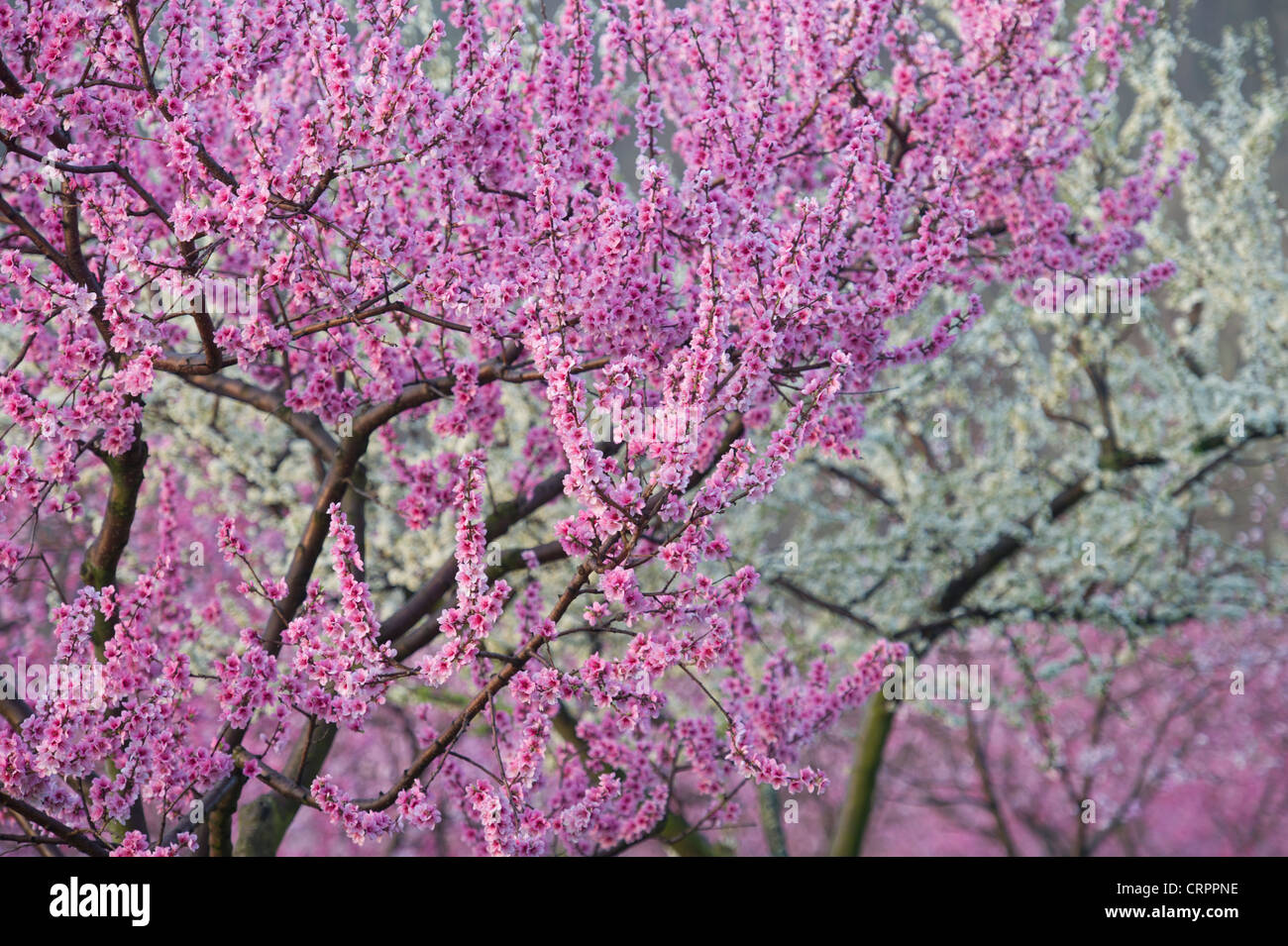 Peach trees in blossom hi-res stock photography and images - Alamy