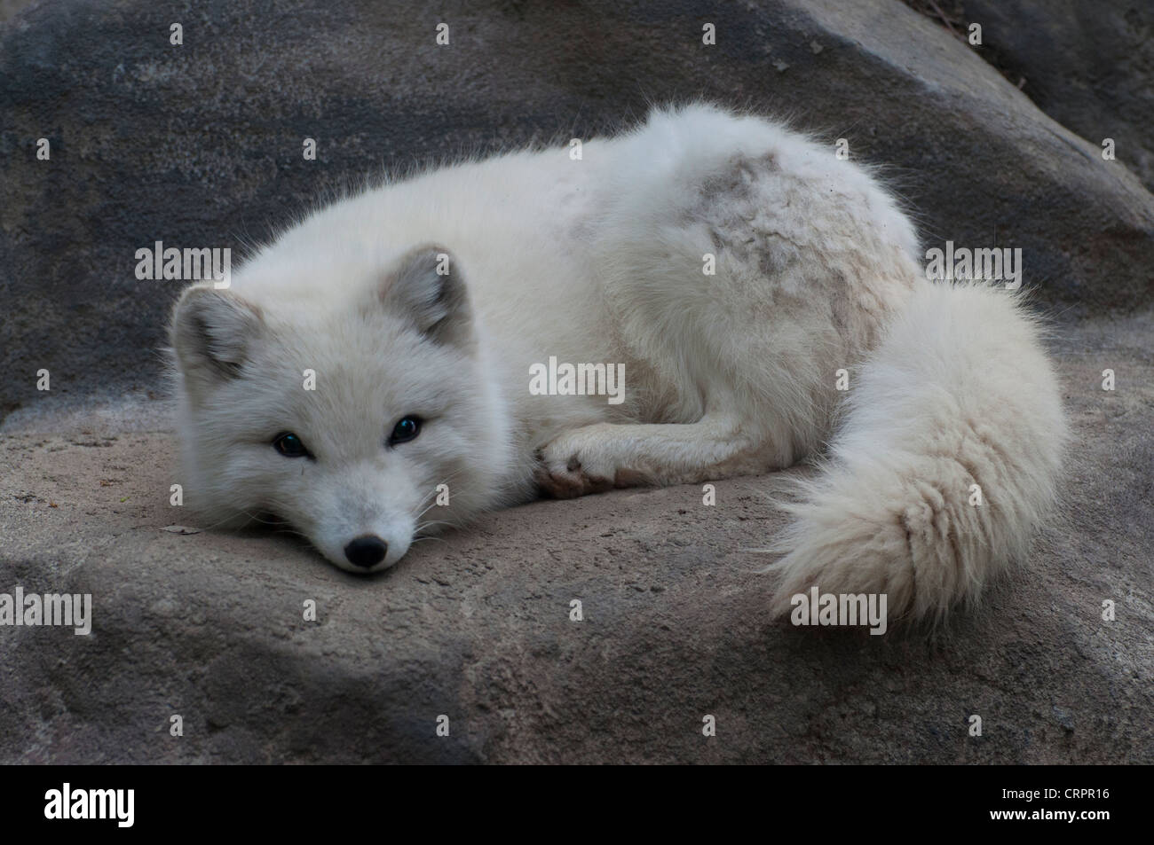 An Arctic Fox in spring Stock Photo - Alamy