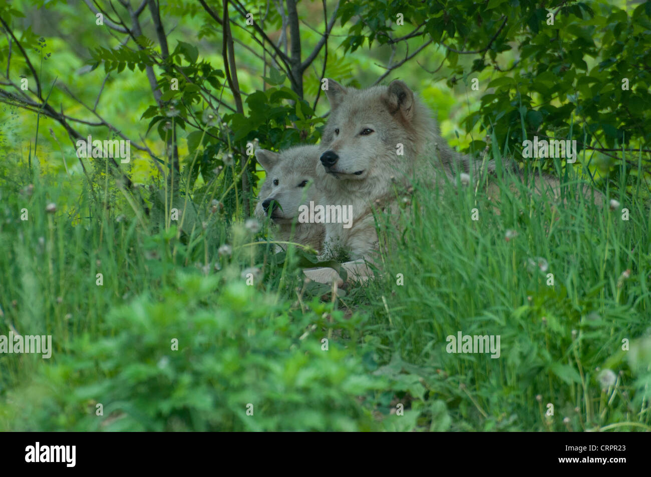 A pair of Timber Wolves Stock Photo - Alamy