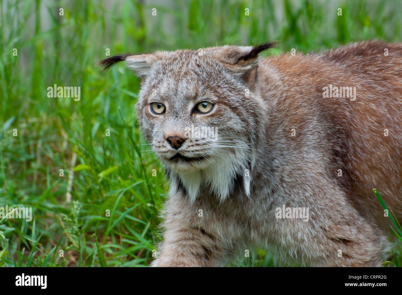 A Canadian Lynx Stock Photo - Alamy
