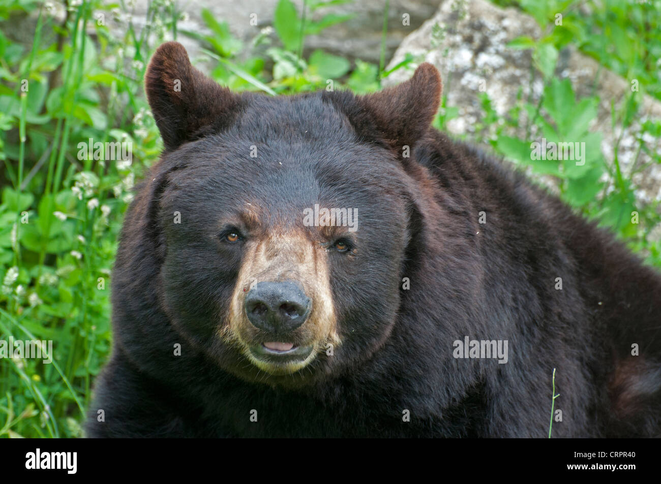 American black bear close up hi-res stock photography and images - Alamy