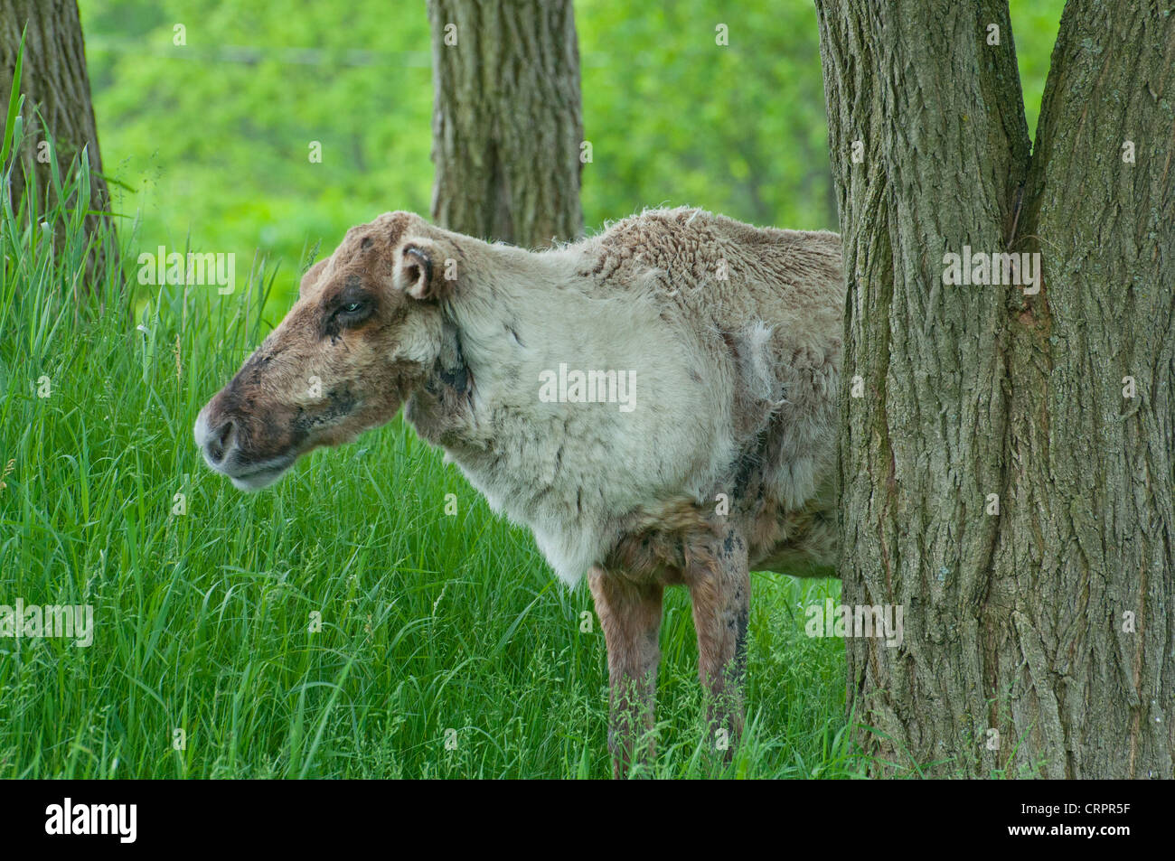 Female caribou in spring hi-res stock photography and images - Alamy
