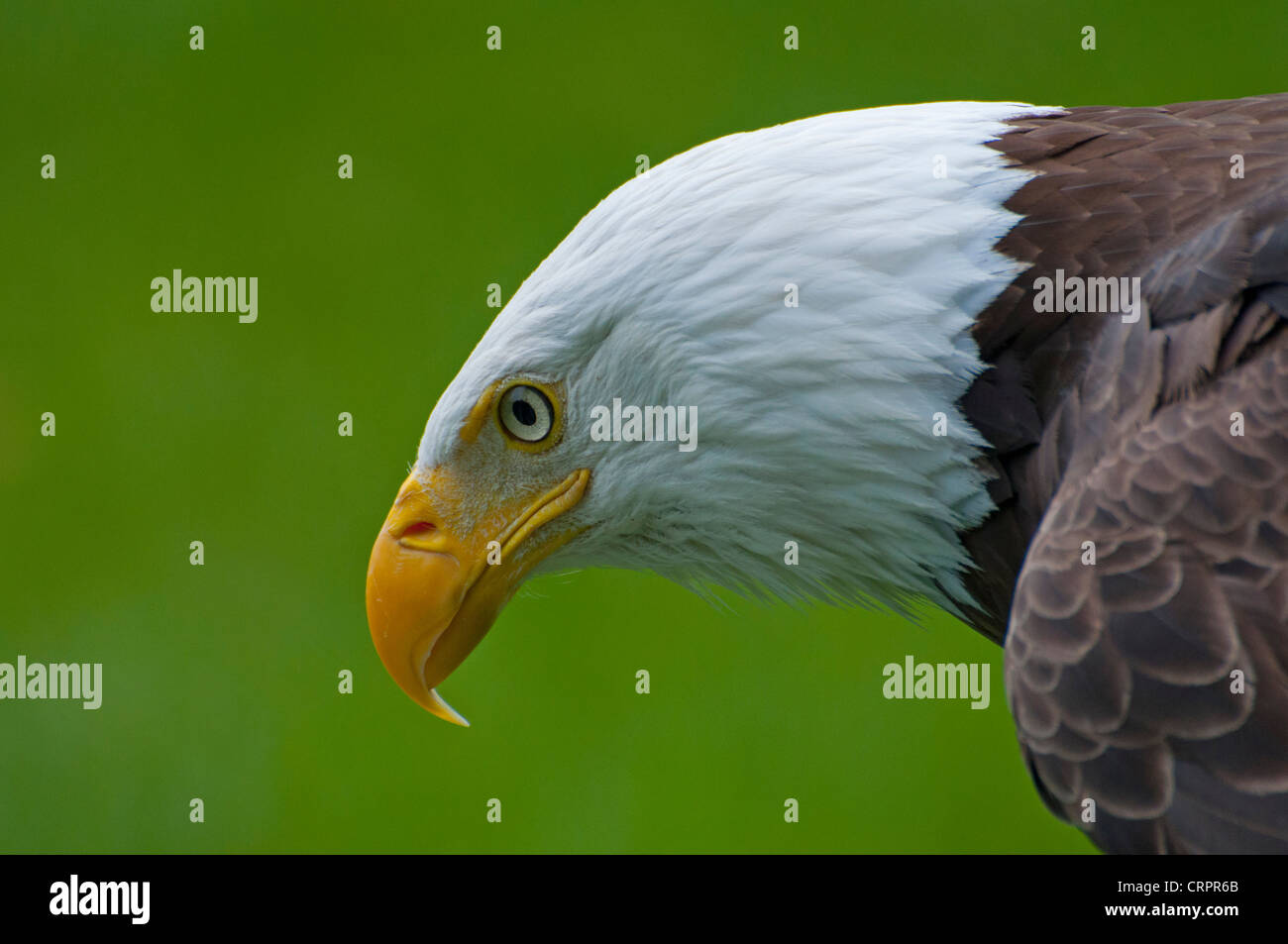 Close-up of a Bald Eagle Stock Photo - Alamy