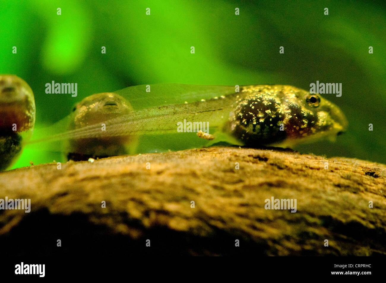 American Green Tree Frog Tadpole