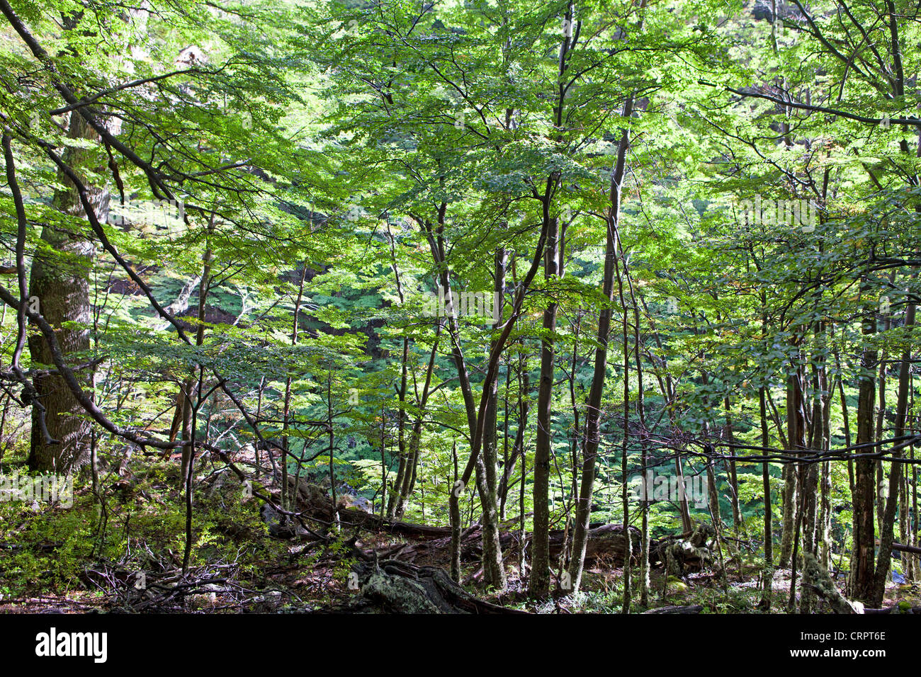 Lenga beech hi-res stock photography and images - Alamy