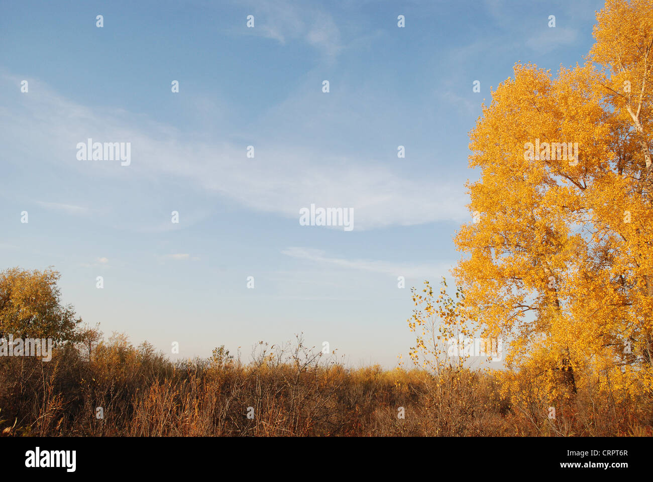 Framework from the light-blue sky and gold tree for successful ...
