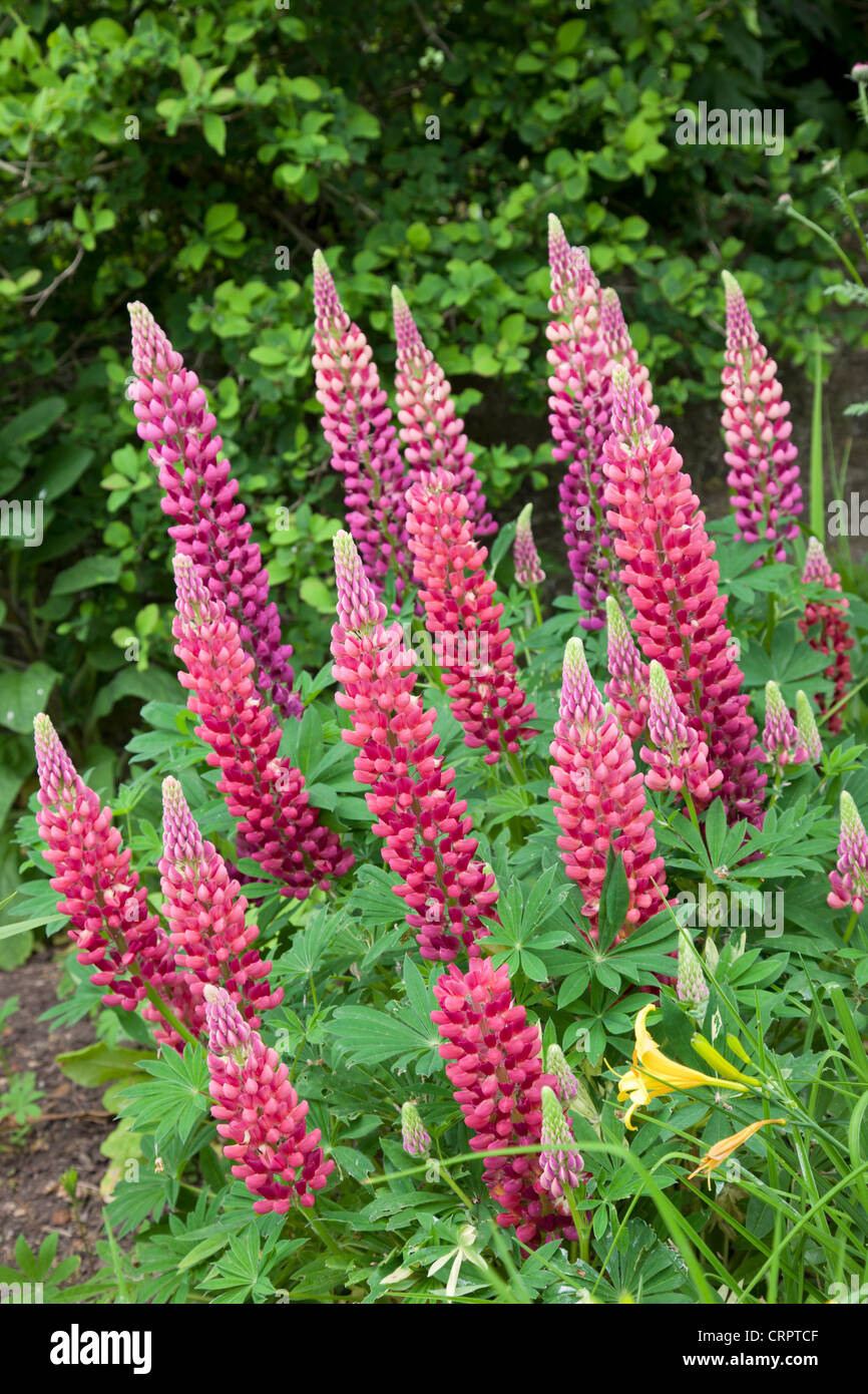 Lupins hi-res stock photography and images - Alamy