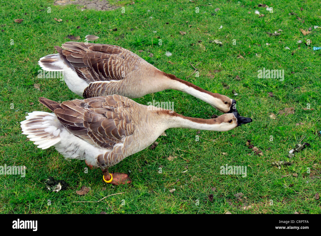 British geese hi-res stock photography and images - Alamy