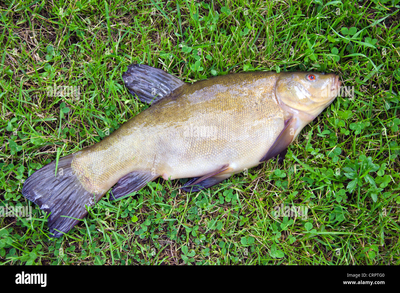 Green tench tinca tinca hi-res stock photography and images - Alamy