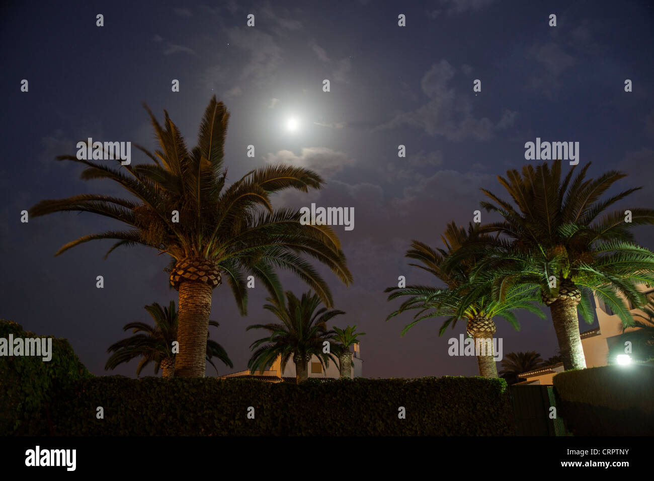 Palm trees at night illuminated by the moon light Stock Photo - Alamy